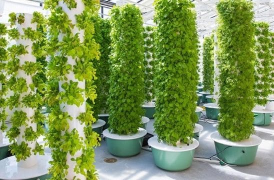 Beginner's Guide To Tower Gardening | Modern Warrior Project